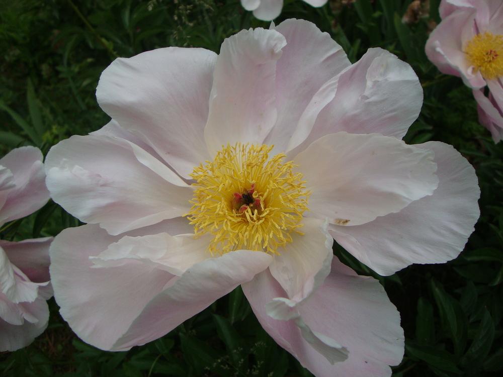 Photo of the bloom of Chinese Peony (Paeonia lactiflora 'Sea Shell ...