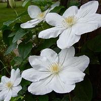 Clematis (Clematis lanuginosa 'Candida') in the Clematis Database ...