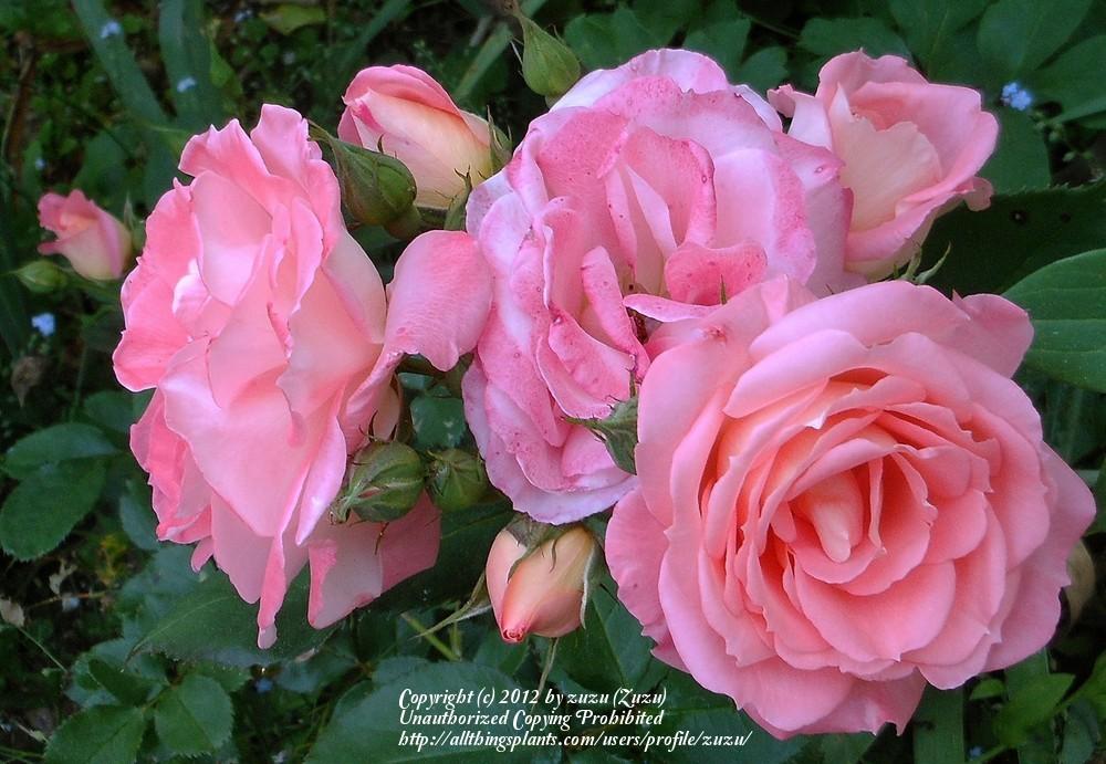 Rose (Rosa 'Deb's Delight') in the Roses Database - Garden.org