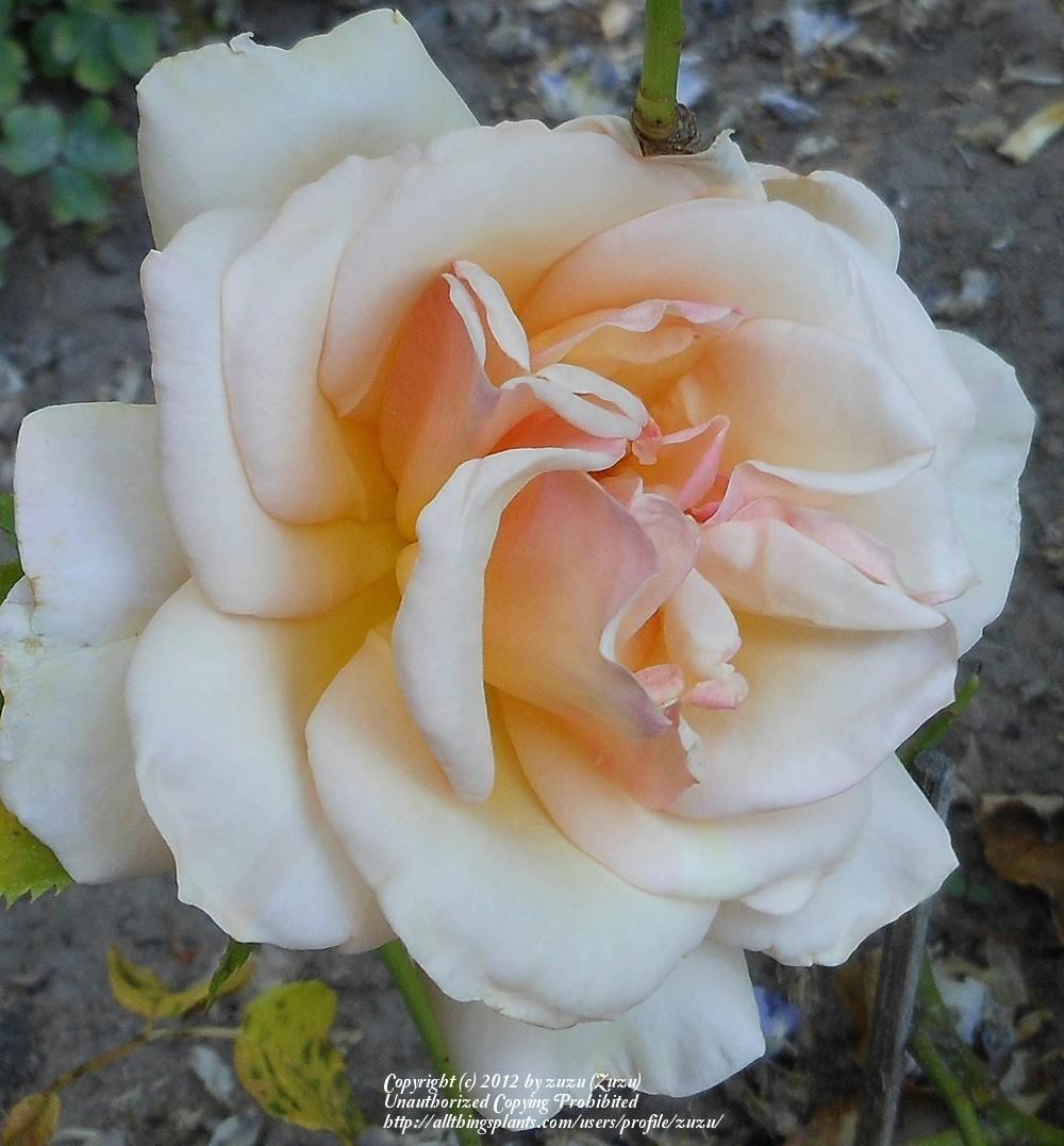 Rose (Rosa 'Cheshire') in the Roses Database - Garden.org