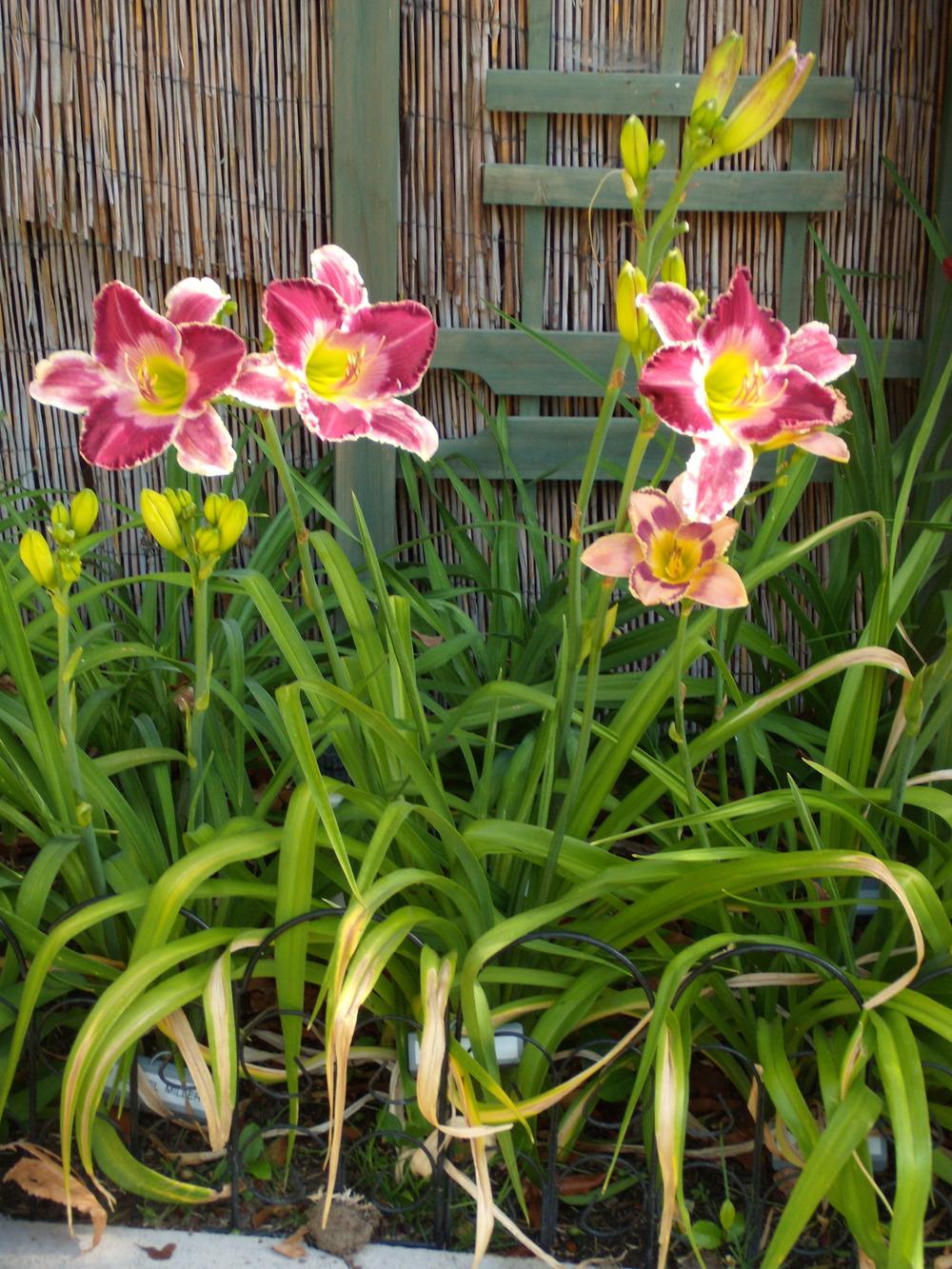 Photo of the entire plant of Daylily (Hemerocallis 'Raspberry Flambe ...