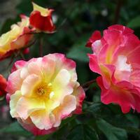 Photo of the bloom of Rose (Rosa 'Jacob's Robe') posted by Calif_Sue ...