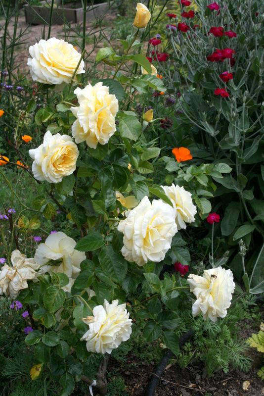 Photo of the entire plant of Rose (Rosa 'Sunshine Daydream') posted by ...