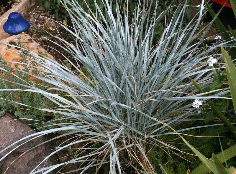 Blue Wheat Grass (Elymus magellanicus) - Garden.org