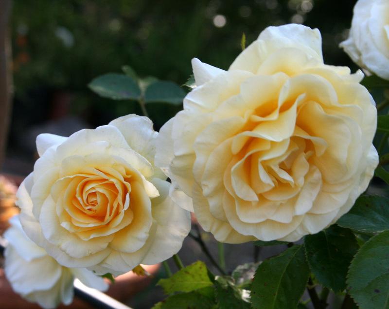 Photo of the bloom of Rose (Rosa 'Sunshine Daydream') posted by Calif ...
