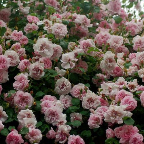 Rose (Rosa 'May Queen') in the Roses Database - Garden.org