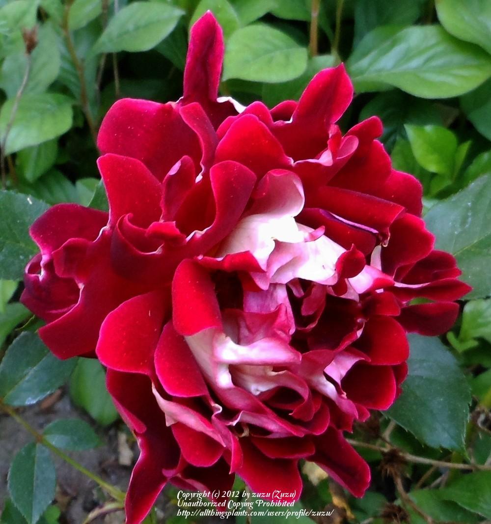 Photo of the bloom of Rose (Rosa 'Mystique Ruffles') posted by zuzu ...