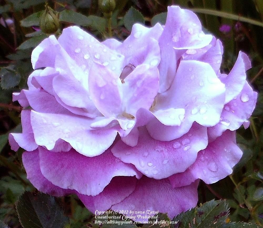 Photo of the bloom of Rose (Rosa 'Melody Parfumee') posted by zuzu ...