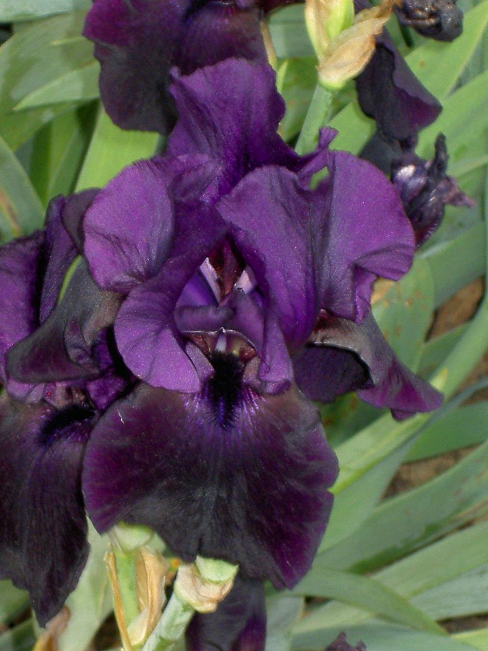 Tall Bearded Iris (Iris 'Swazi Princess') in the Irises Database ...