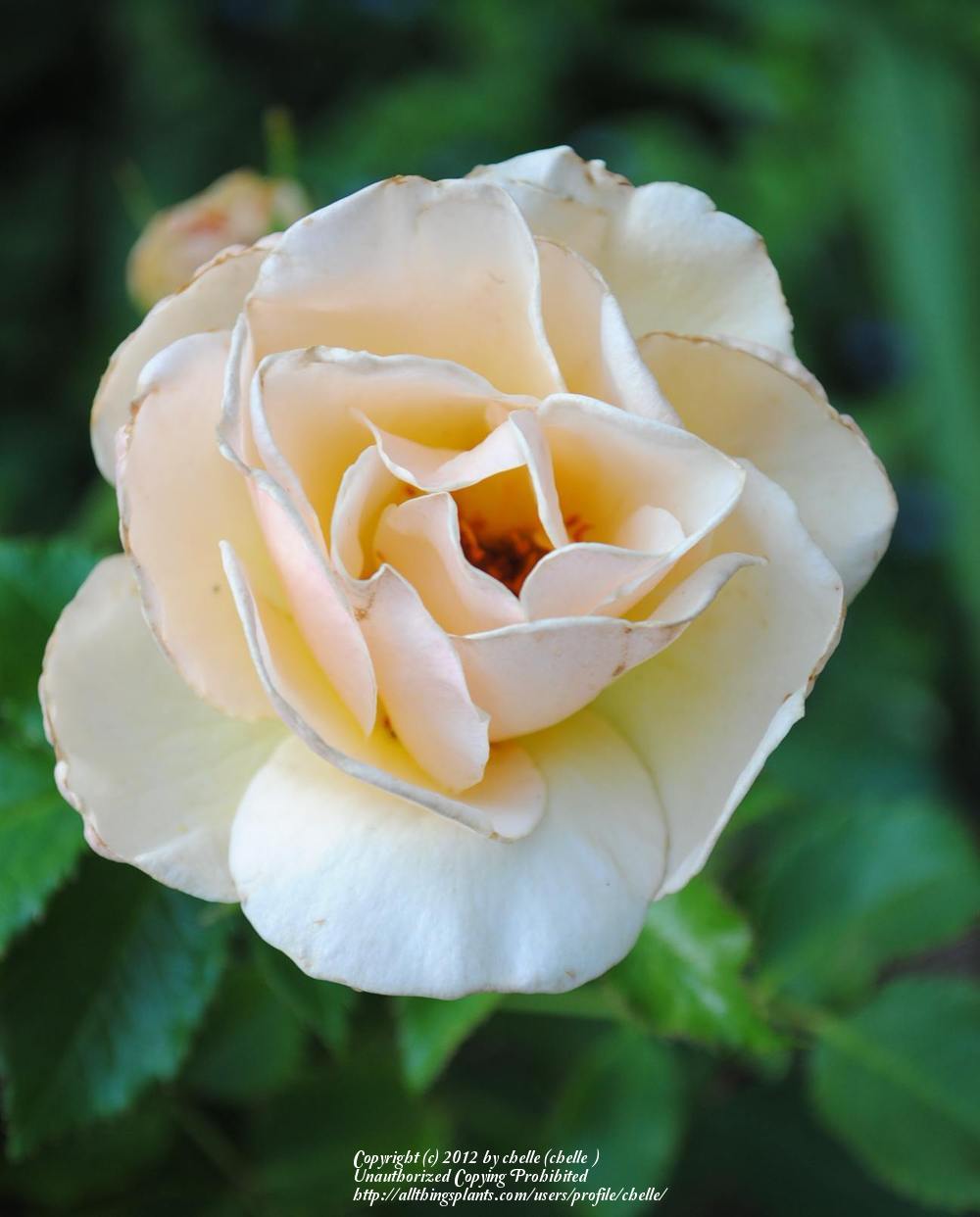 Photo of the bloom of Rose (Rosa 'Susan Daniel') posted by chelle ...