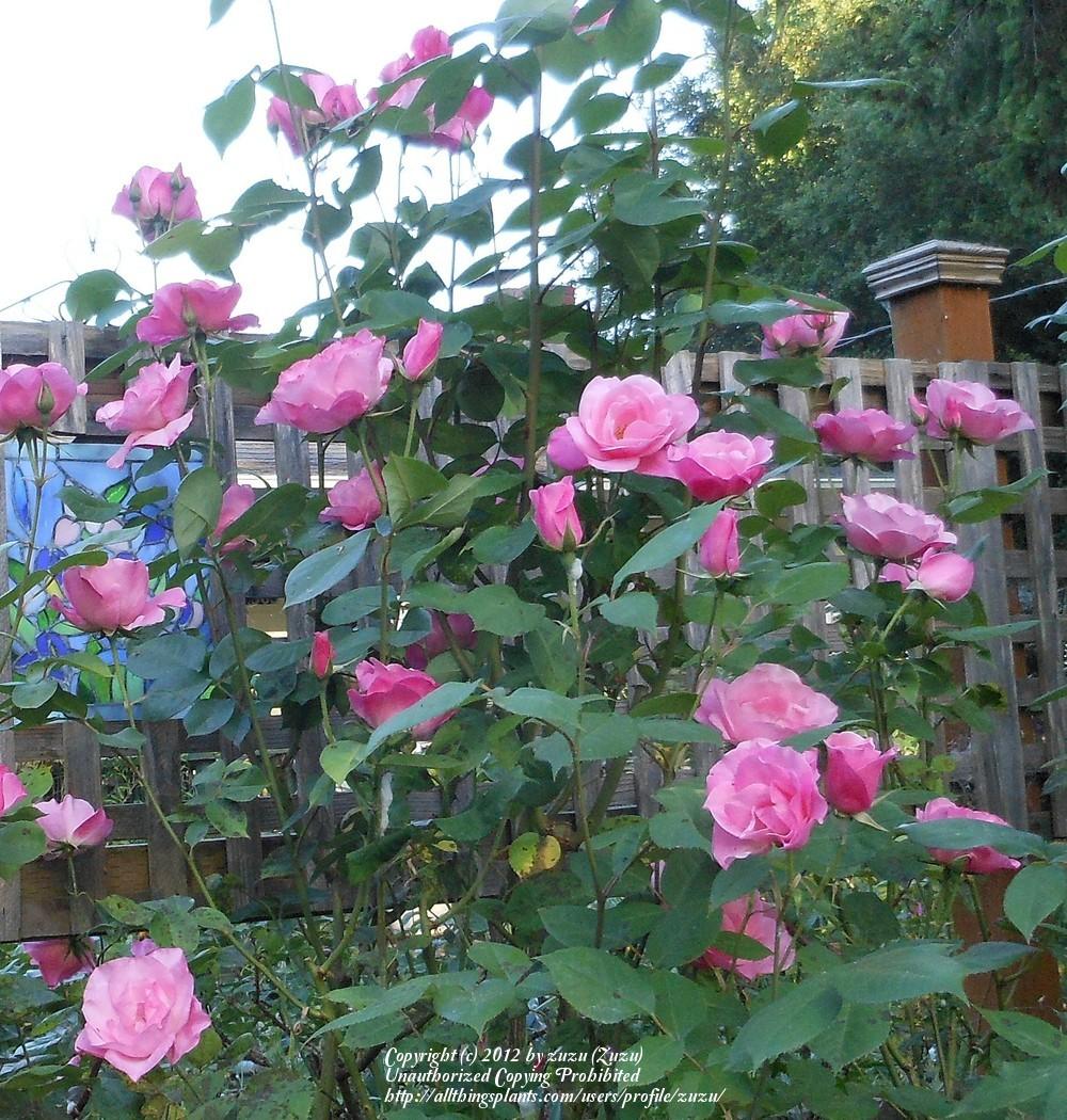 Rose (Rosa 'Simplicity') in the Roses Database - Garden.org