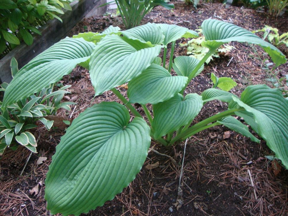 Photo of the entire plant of Hosta 'Niagara Falls' posted by Paul2032 ...