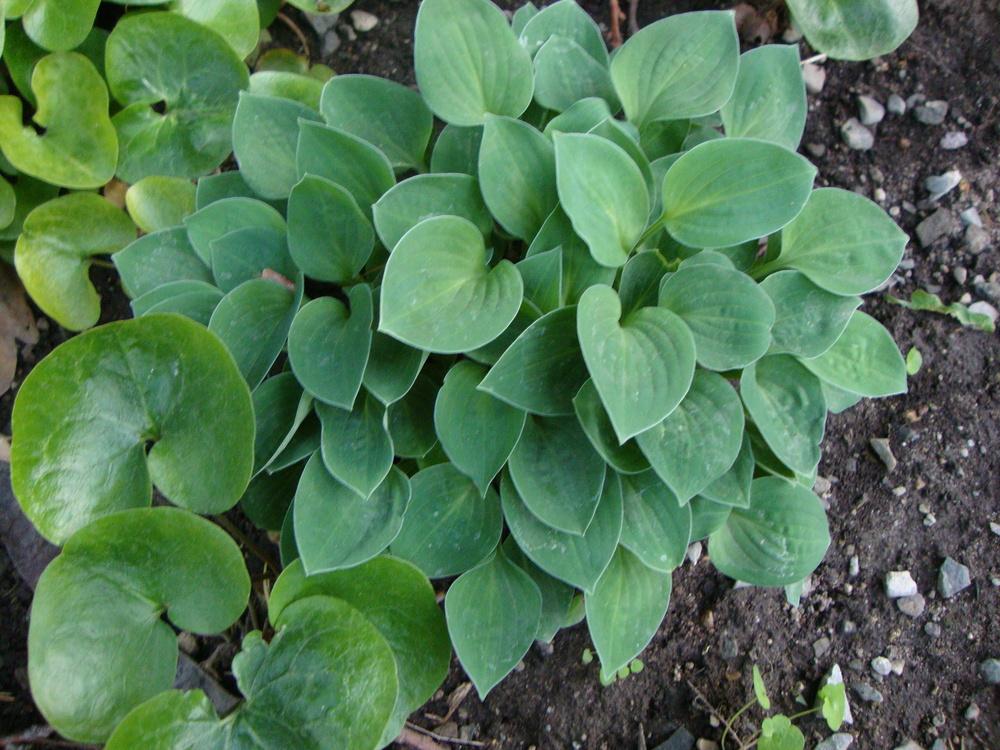 Photo of the entire plant of Hosta 'Baby Bunting' posted by Paul2032 ...
