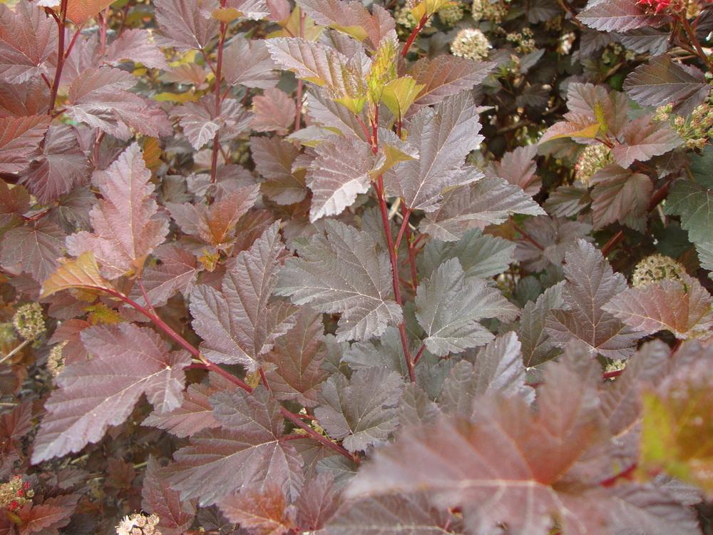 Photo of the leaves of Eastern Ninebark (Physocarpus opulifolius ...