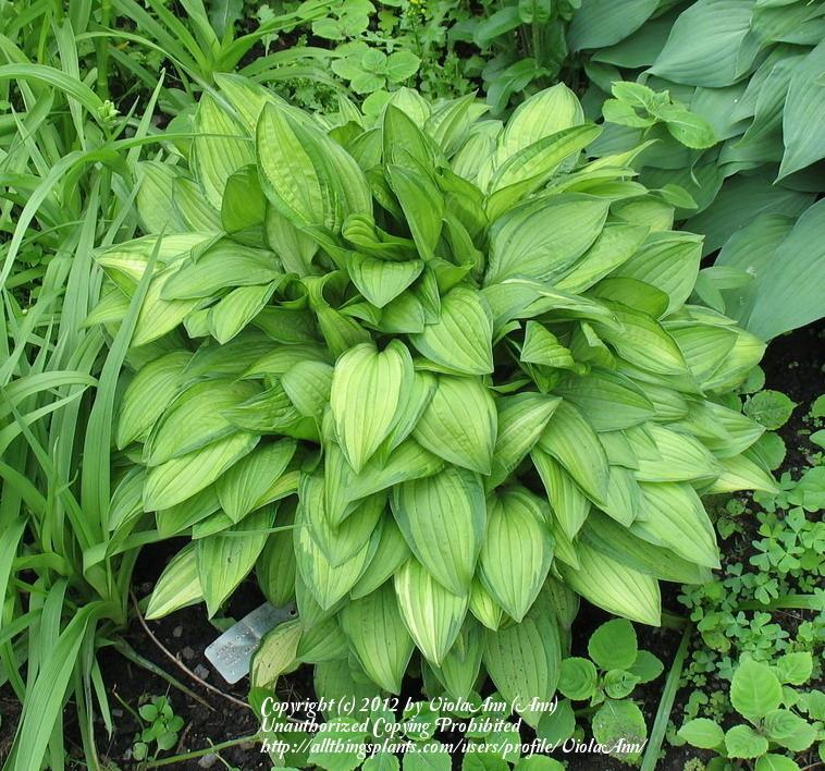 Hosta 'Red Wing' in the Hostas Database - Garden.org