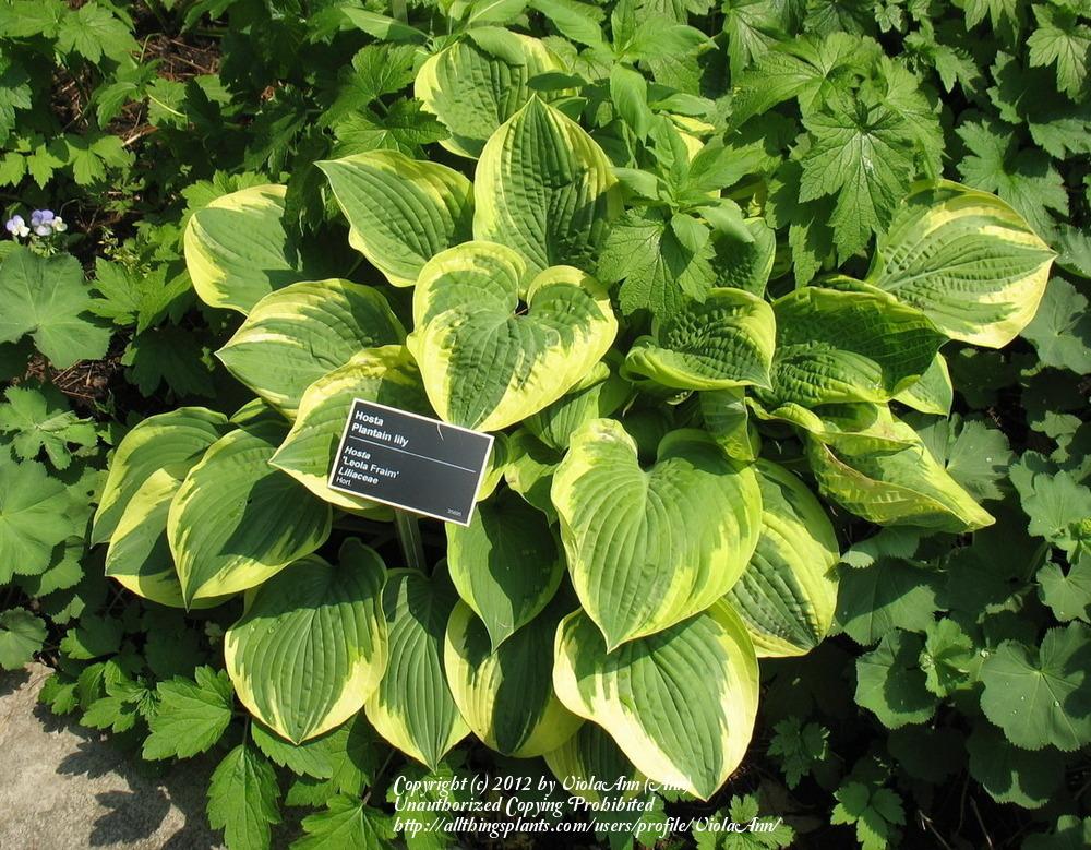 Hosta 'Leola Fraim' in the Hostas Database - Garden.org