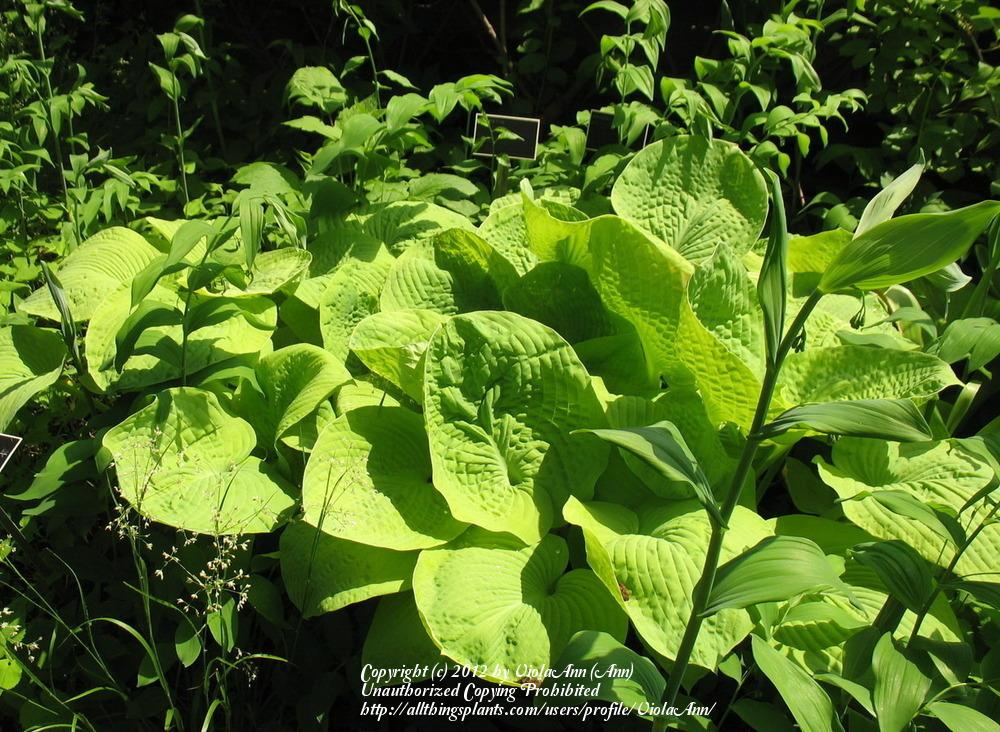 Hosta (Hosta sieboldiana 'Golden Sunburst') in the Hostas Database ...