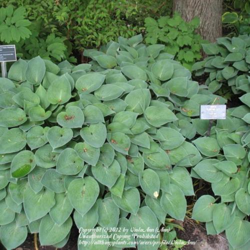 Hosta 'Blue Boy' in the Hostas Database - Garden.org