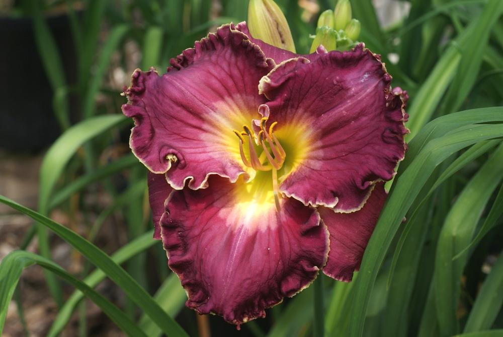 Photo of the bloom of Daylily (Hemerocallis 'China Clipper') posted by ...