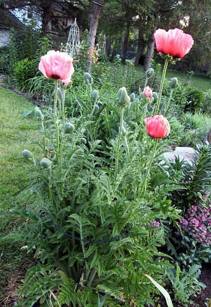 Photo of the entire plant of Oriental Poppy (Papaver orientale 'Queen ...