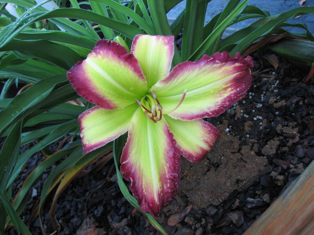 Photo of the bloom of Daylily (Hemerocallis 'Rose F. Kennedy') posted ...
