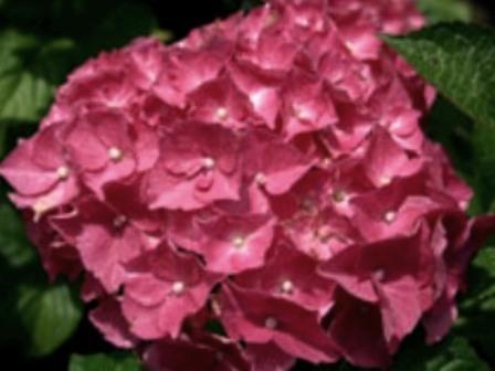 Bigleaf Hydrangea (Hydrangea macrophylla 'Princess Beatrix') in the ...