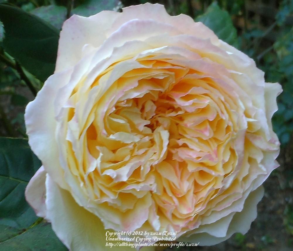 Rose (Rosa 'Well Being') in the Roses Database - Garden.org