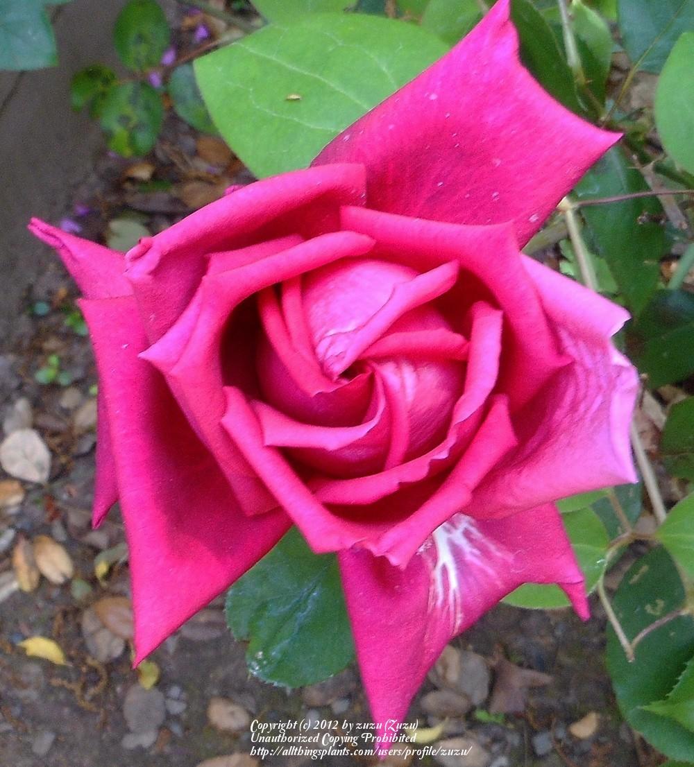 Rose (Rosa 'Fordham Rose') in the Roses Database - Garden.org