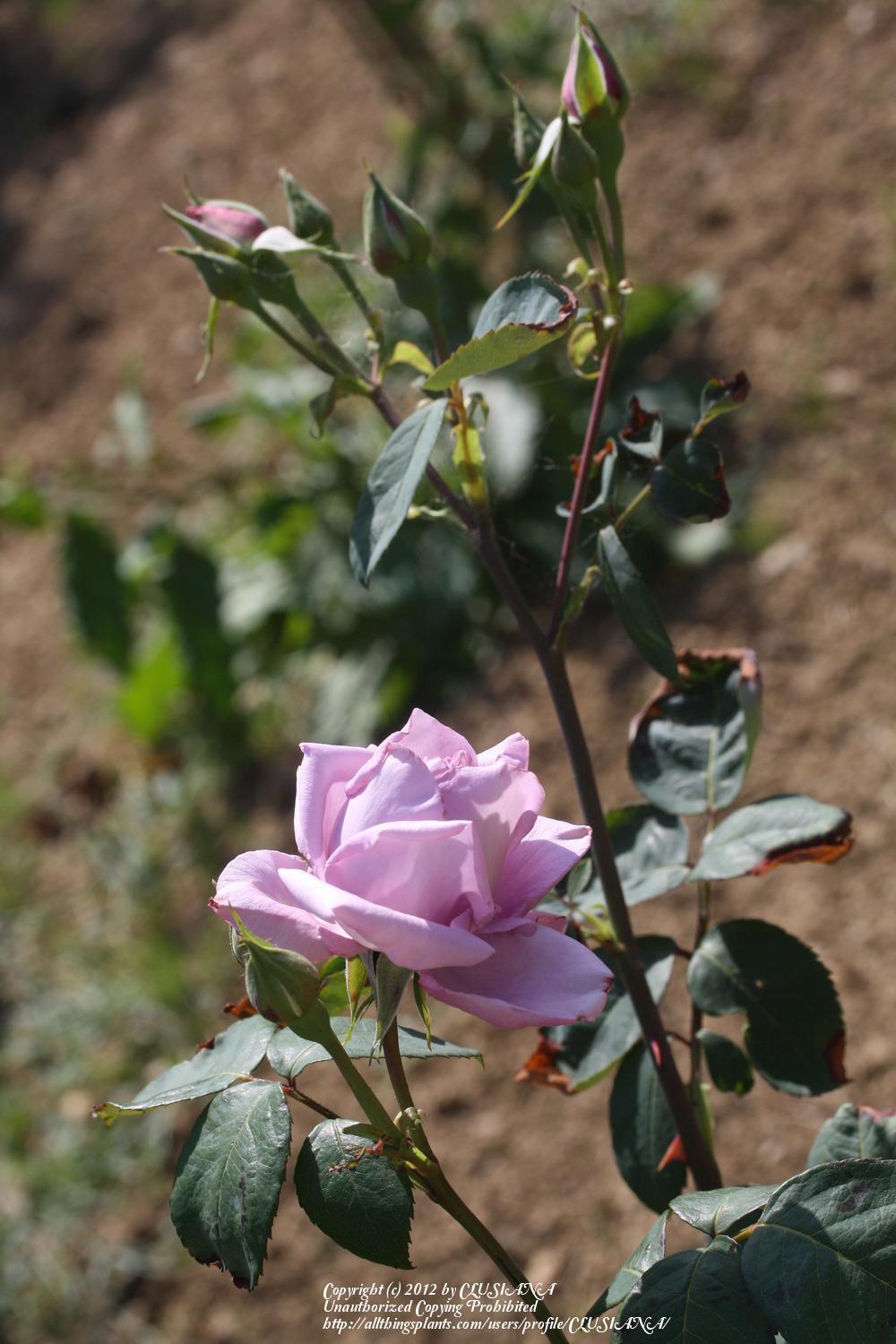 Photo of the bloom of Rose (Rosa 'Charles de Gaulle') posted by ...