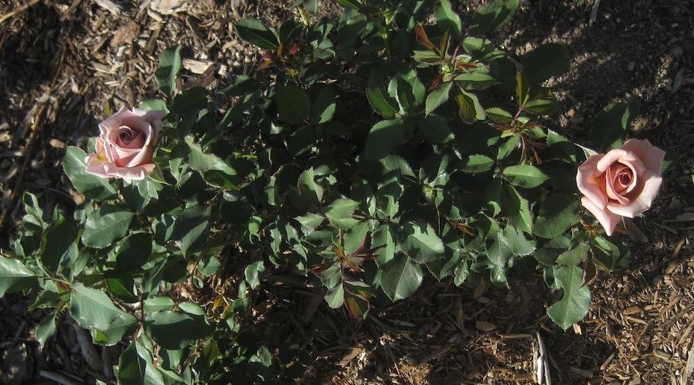 Photo of the entire plant of Rose (Rosa 'Koko Loko') posted by ...