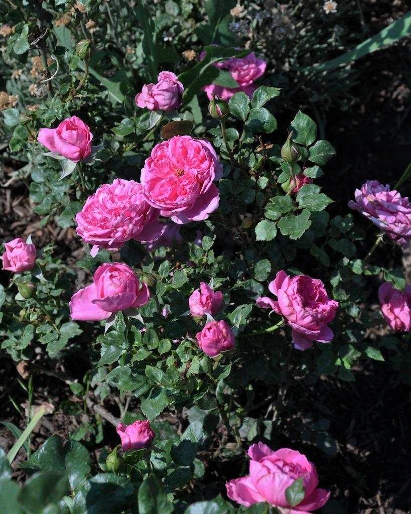 Photo of the entire plant of Rose (Rosa 'Parade') posted by Steve812 ...
