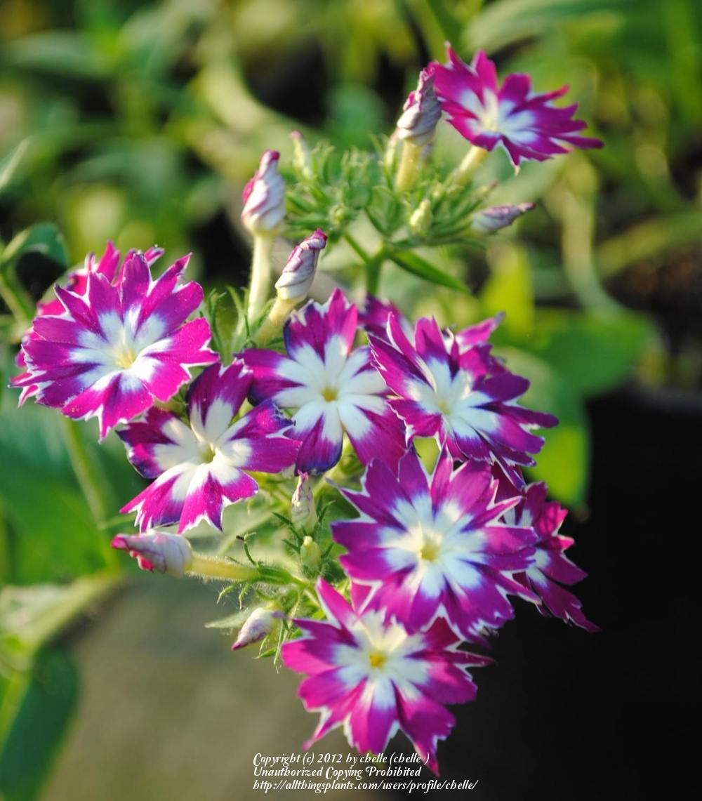 Photo of the bloom of Annual Phlox (Phlox drummondii 'Twinkle Star Mix ...