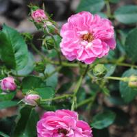 Photo of the bloom of Rose (Rosa 'Elmshorn') posted by chelle - Garden.org