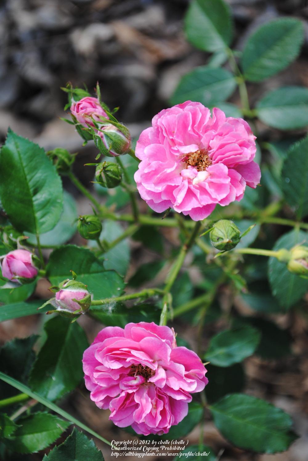 Photo of the bloom of Rose (Rosa 'Elmshorn') posted by chelle - Garden.org