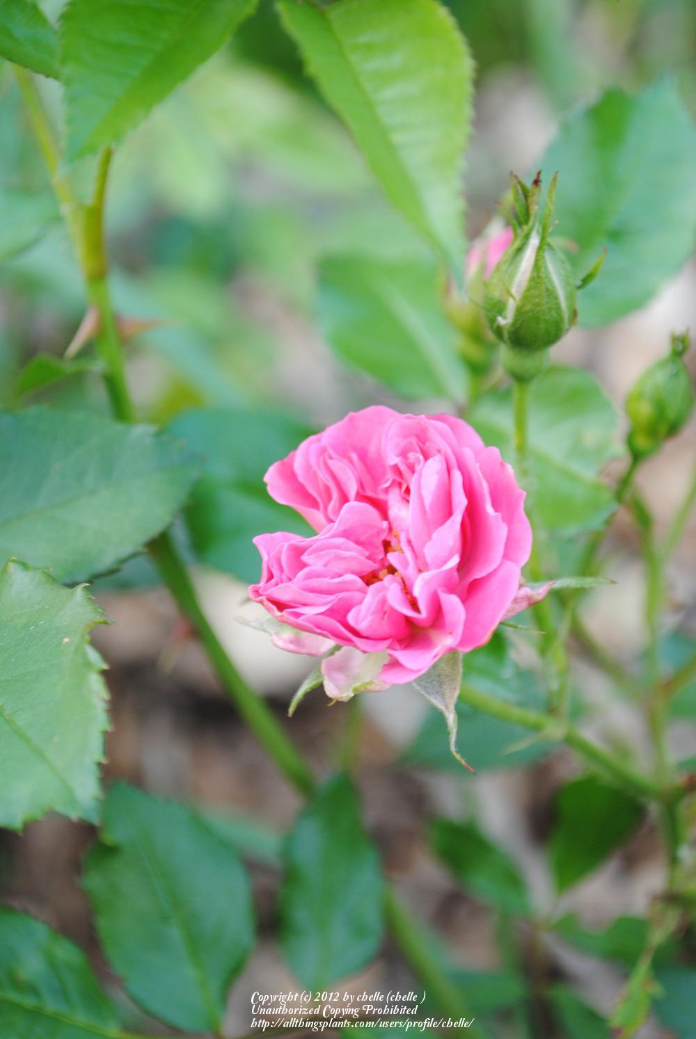 Photo of the closeup of buds, sepals and receptacles of Rose (Rosa ...