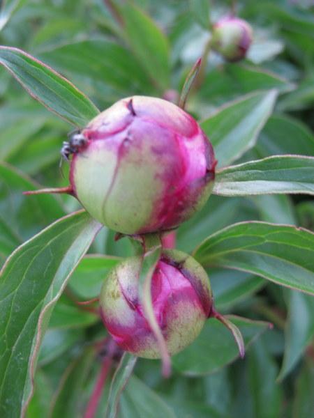 Photo of the closeup of buds, sepals and receptacles of Peony (Paeonia ...