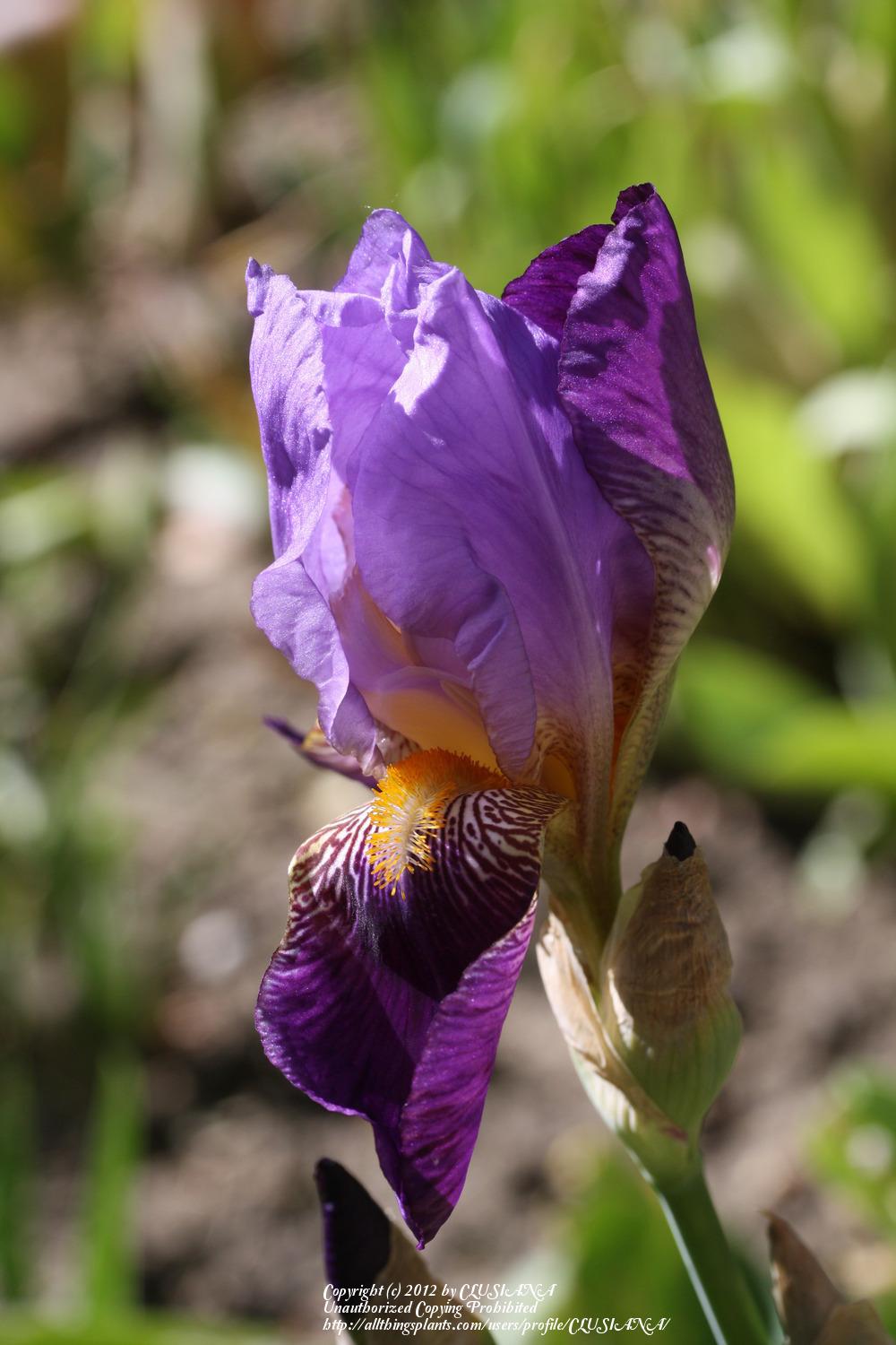 Photo of the bloom of Tall Bearded Iris (Iris 'Alcazar') posted by ...