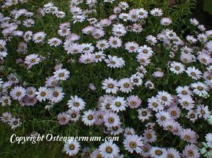 African Daisy (Dimorphotheca jucunda) - Garden.org