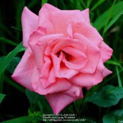 Rose (Rosa 'Cynthia') in the Roses Database - Garden.org