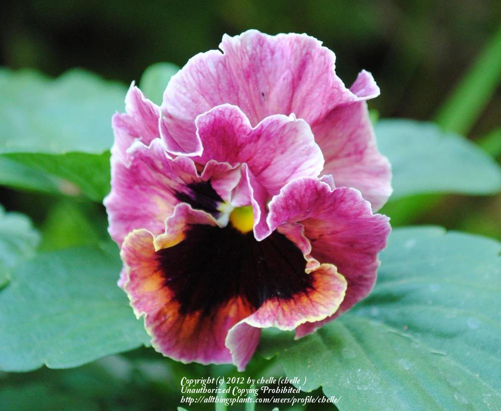 Photo of the bloom of Violet (Viola cornuta 'Frizzle Sizzle Mix ...