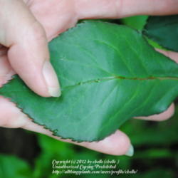 Rose (Rosa 'Cynthia') in the Roses Database - Garden.org