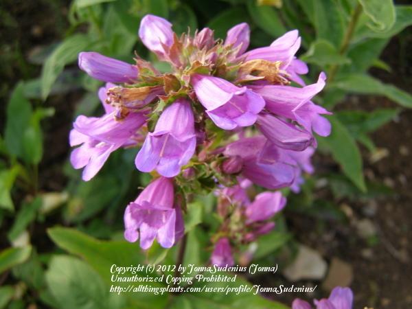 Azure Penstemon (Penstemon azureus) in the Penstemons Database - Garden.org