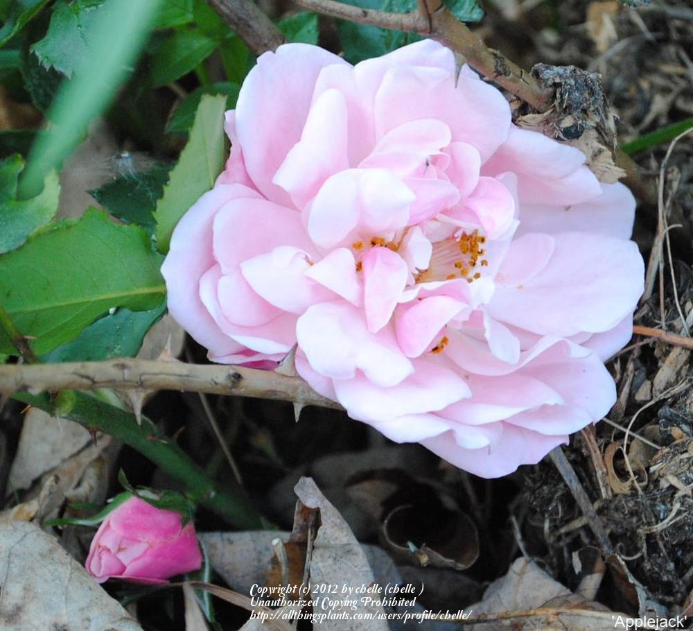 Photo of the bloom of Rose (Rosa 'Applejack') posted by chelle - Garden.org