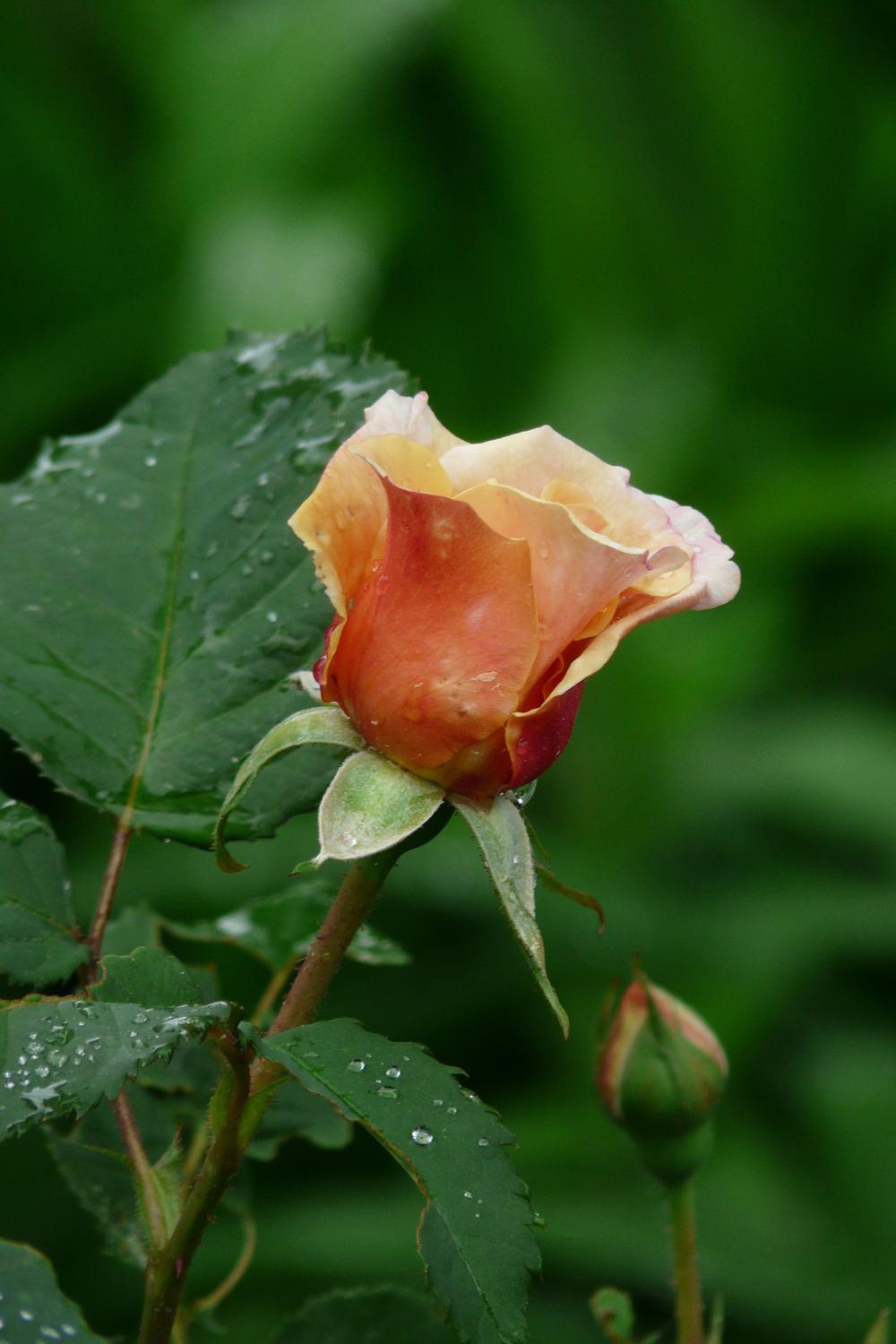 Photo of the closeup of buds, sepals and receptacles of Rose (Rosa ...