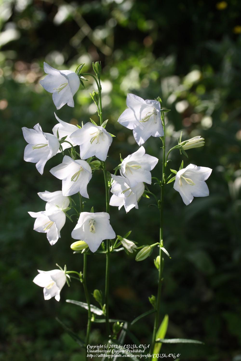 Campanula Persicifolia Peach Leaf Bell Flower