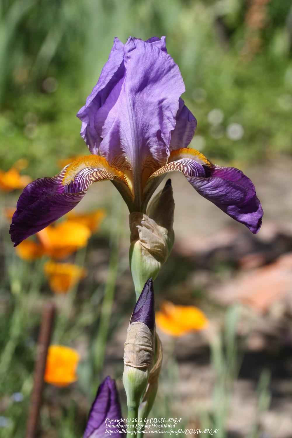 Photo of the bloom of Tall Bearded Iris (Iris 'Alcazar') posted by ...