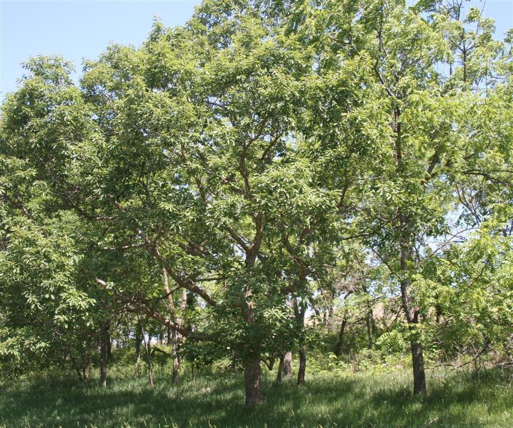 Chinkapin Oak (Quercus muehlenbergii) - Garden.org