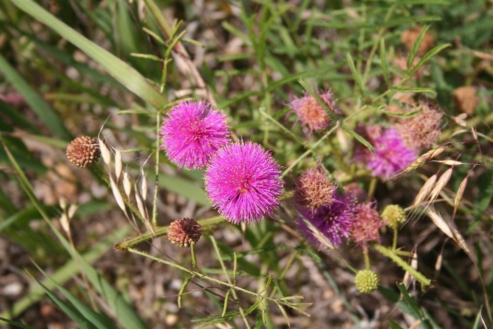 Nuttall's Sensitive Briar (Mimosa nuttallii) - Garden.org