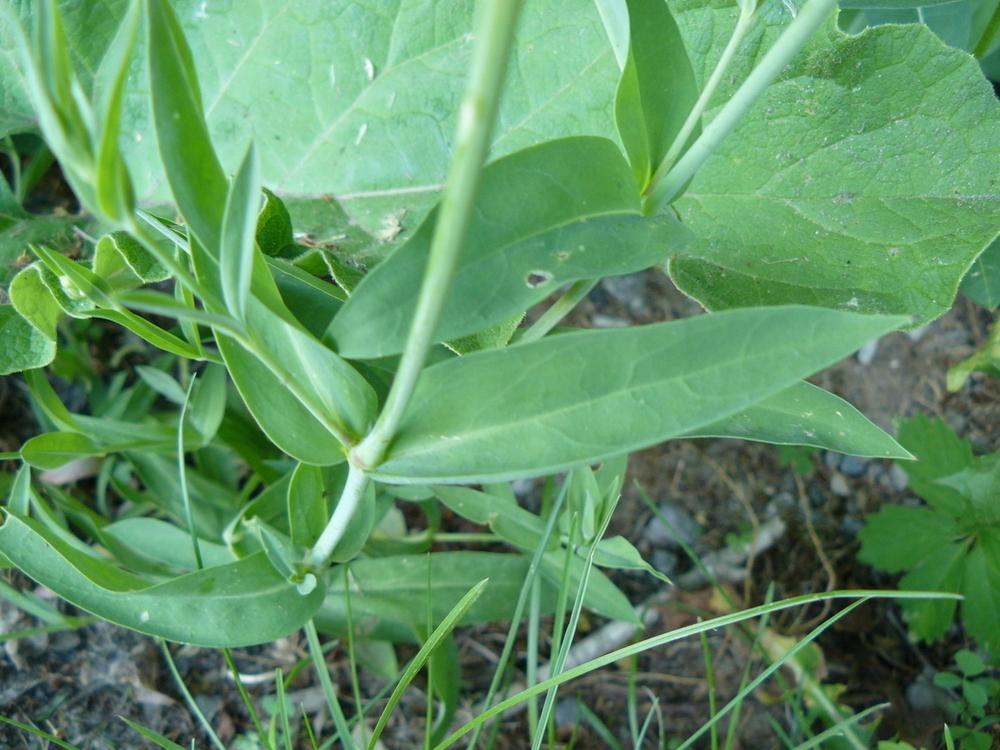 Snowy Campion (Silene nivea) - Garden.org