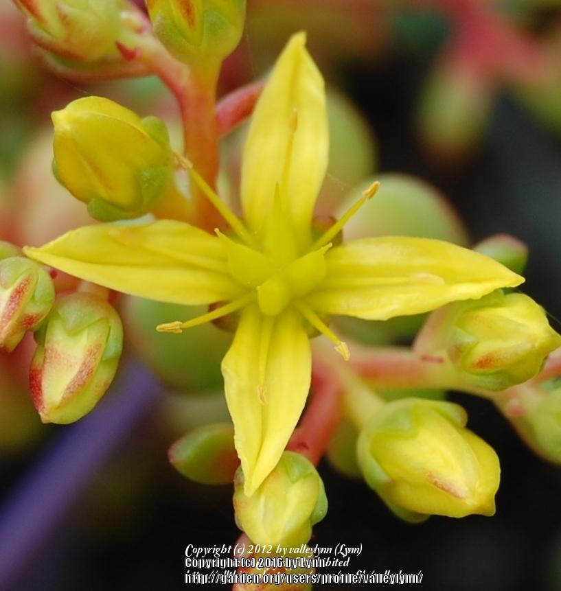 Photo of the bloom of Cascade Stonecrop (Sedum divergens) posted by ...